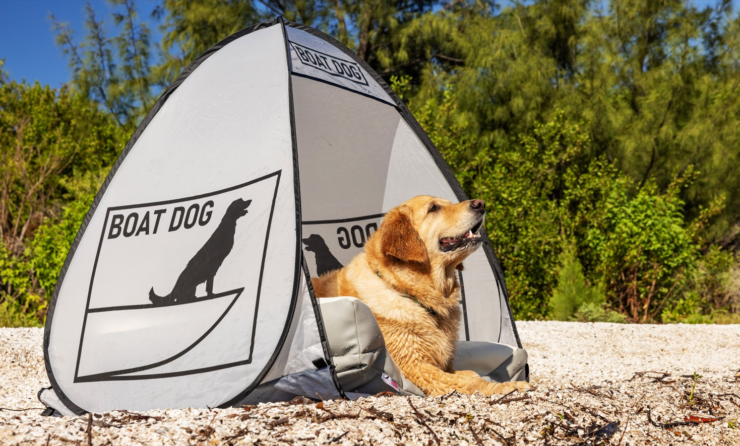 Boat Dog
