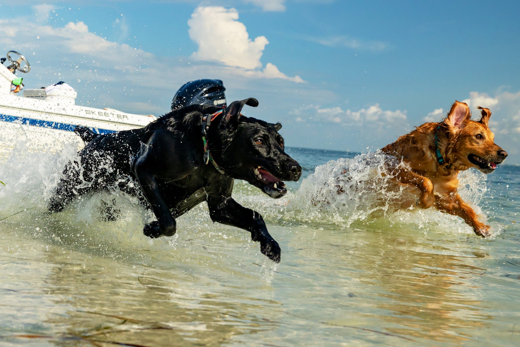 Boat Dog